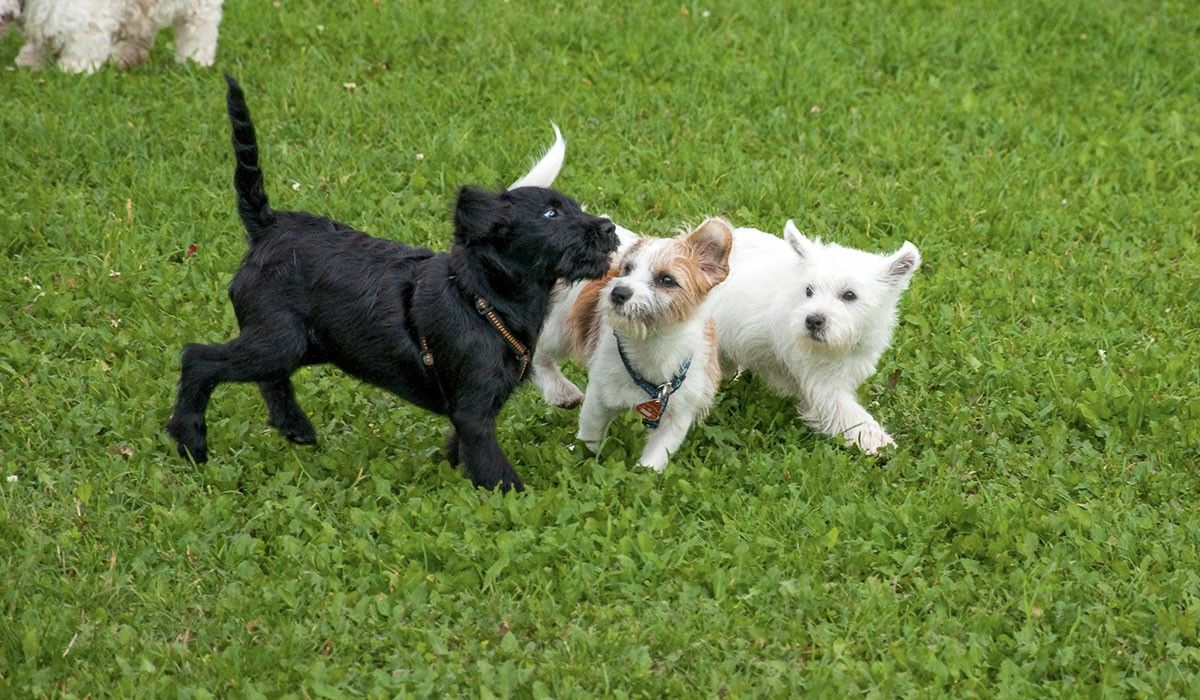 Puppy Socialization Ideas - The Best Tips, Tricks, & Games! - MyTrendyBlog